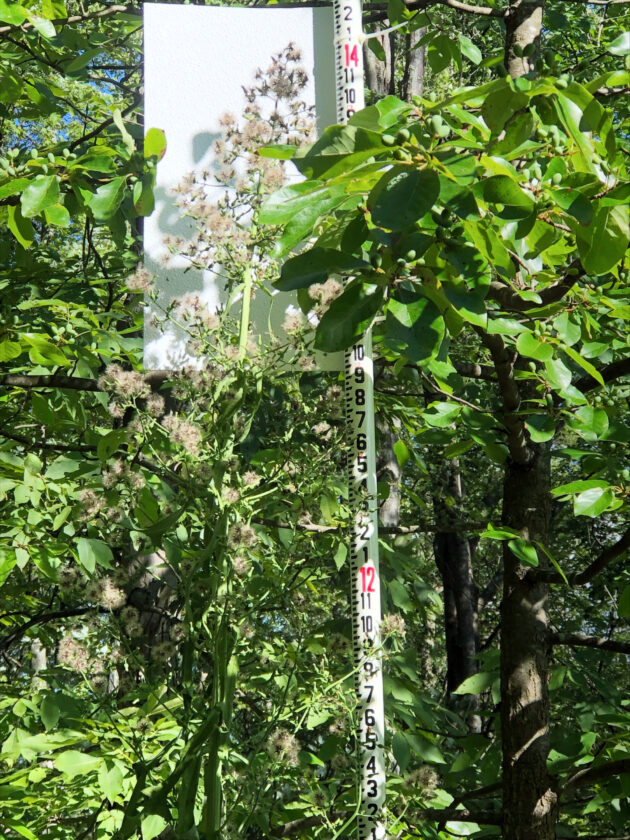 A world record tall weed? | News, Sports, Jobs - The Express